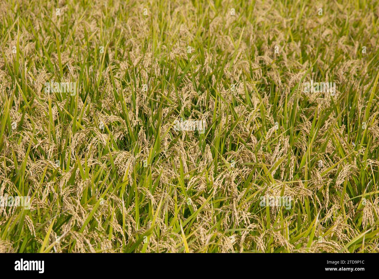 Japanese rice plantation during harvest season in the Niigata ...
