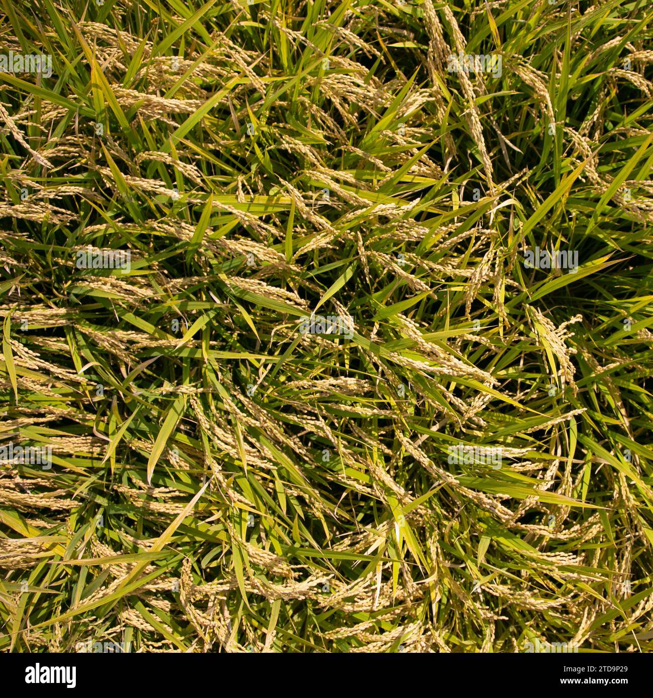 Japanese rice plantation during harvest season in the Niigata ...