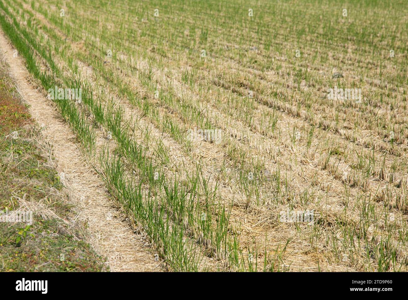 Japanese rice plantation during harvest season in the Niigata ...