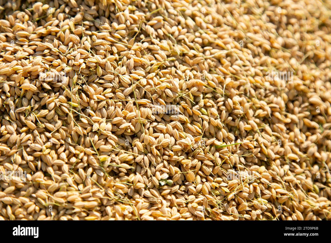 Japanese rice plantation during harvest season in the Niigata ...