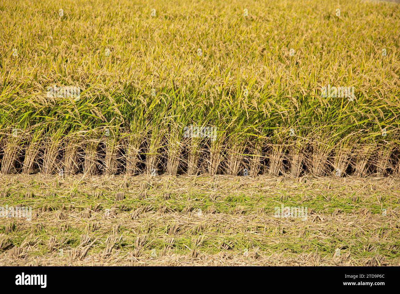 Japanese rice plantation during harvest season in the Niigata ...