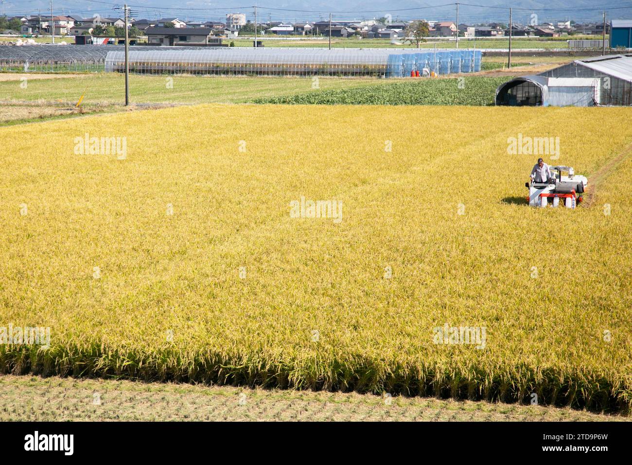 Niigata, Japan; 1st October 2023: Farmer working on a Japanese rice ...