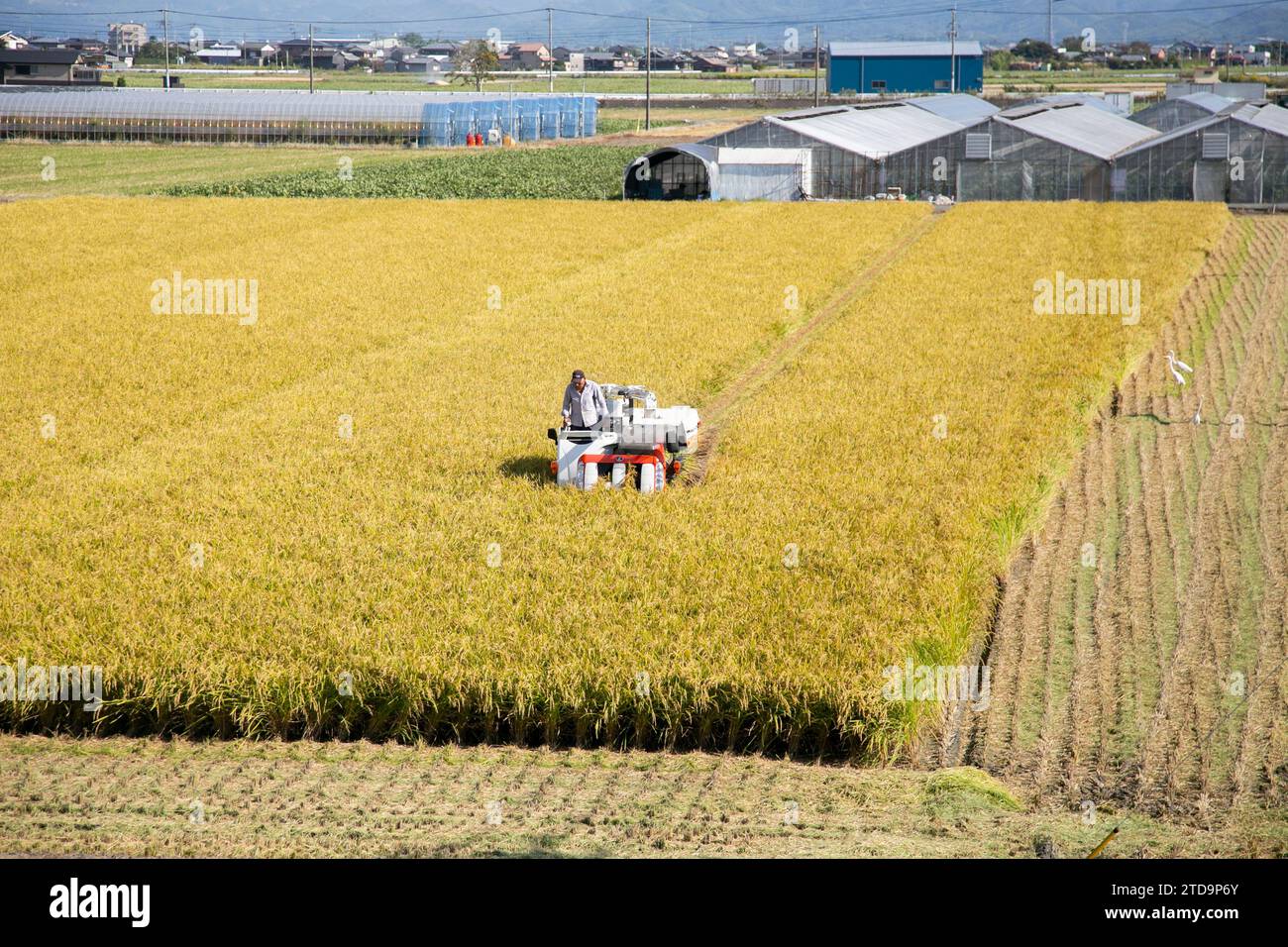 Niigata, Japan; 1st October 2023: Farmer working on a Japanese rice ...