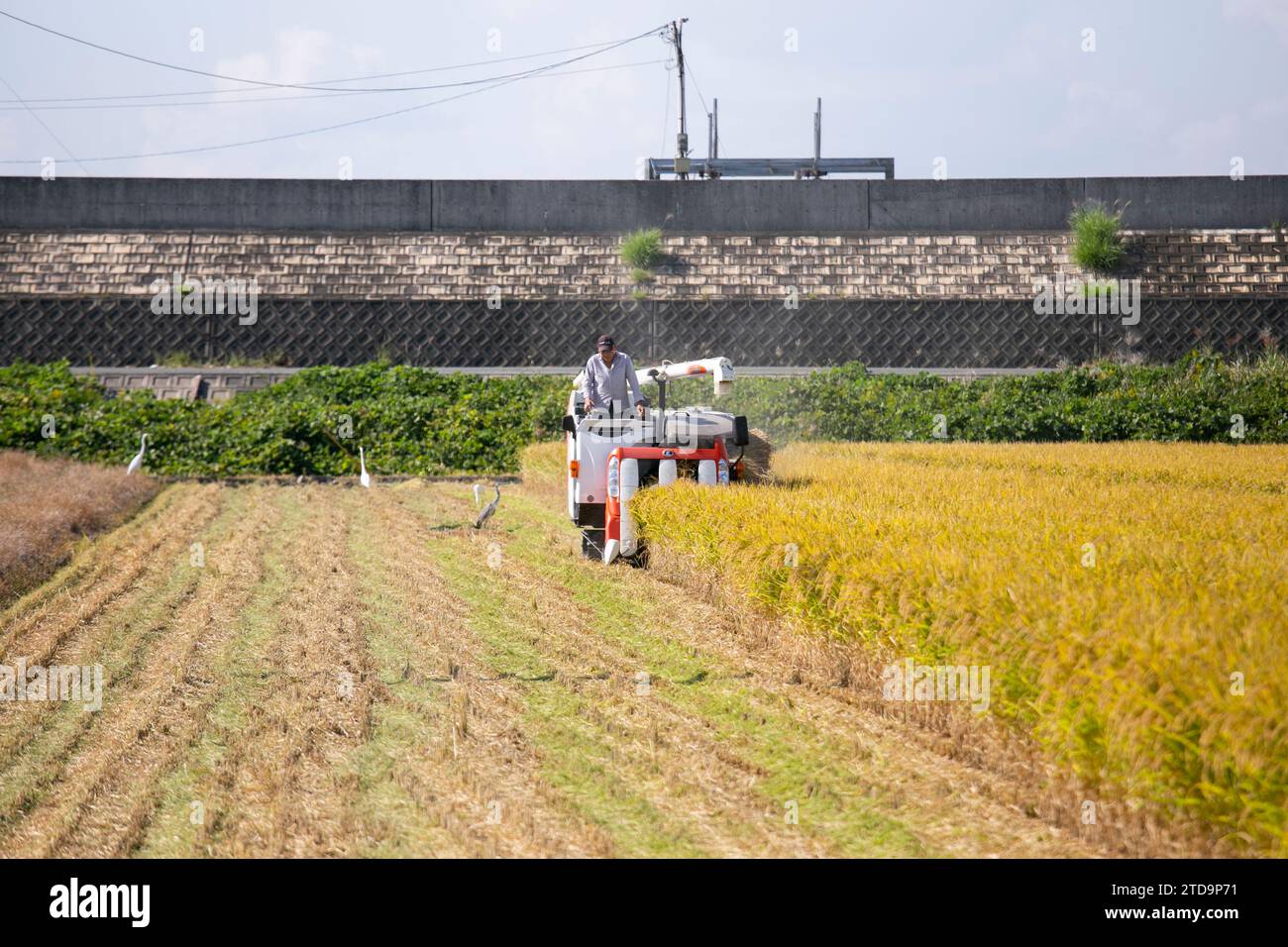 Niigata, Japan; 1st October 2023: Farmer working on a Japanese rice ...