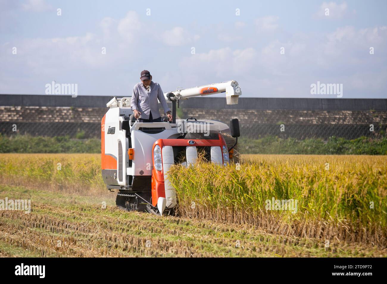 Niigata, Japan; 1st October 2023: Farmer working on a Japanese rice ...