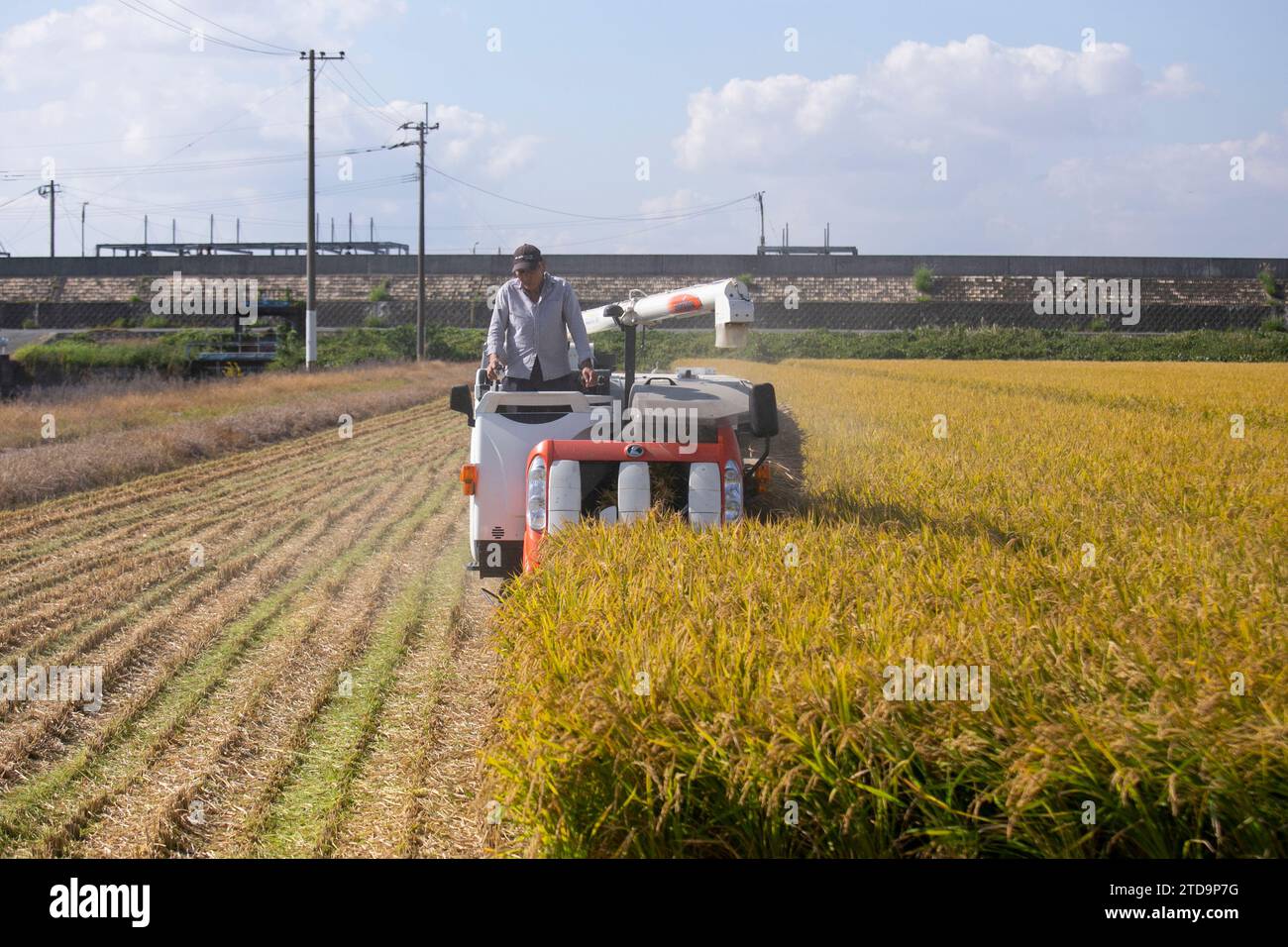 Niigata, Japan; 1st October 2023: Farmer working on a Japanese rice ...