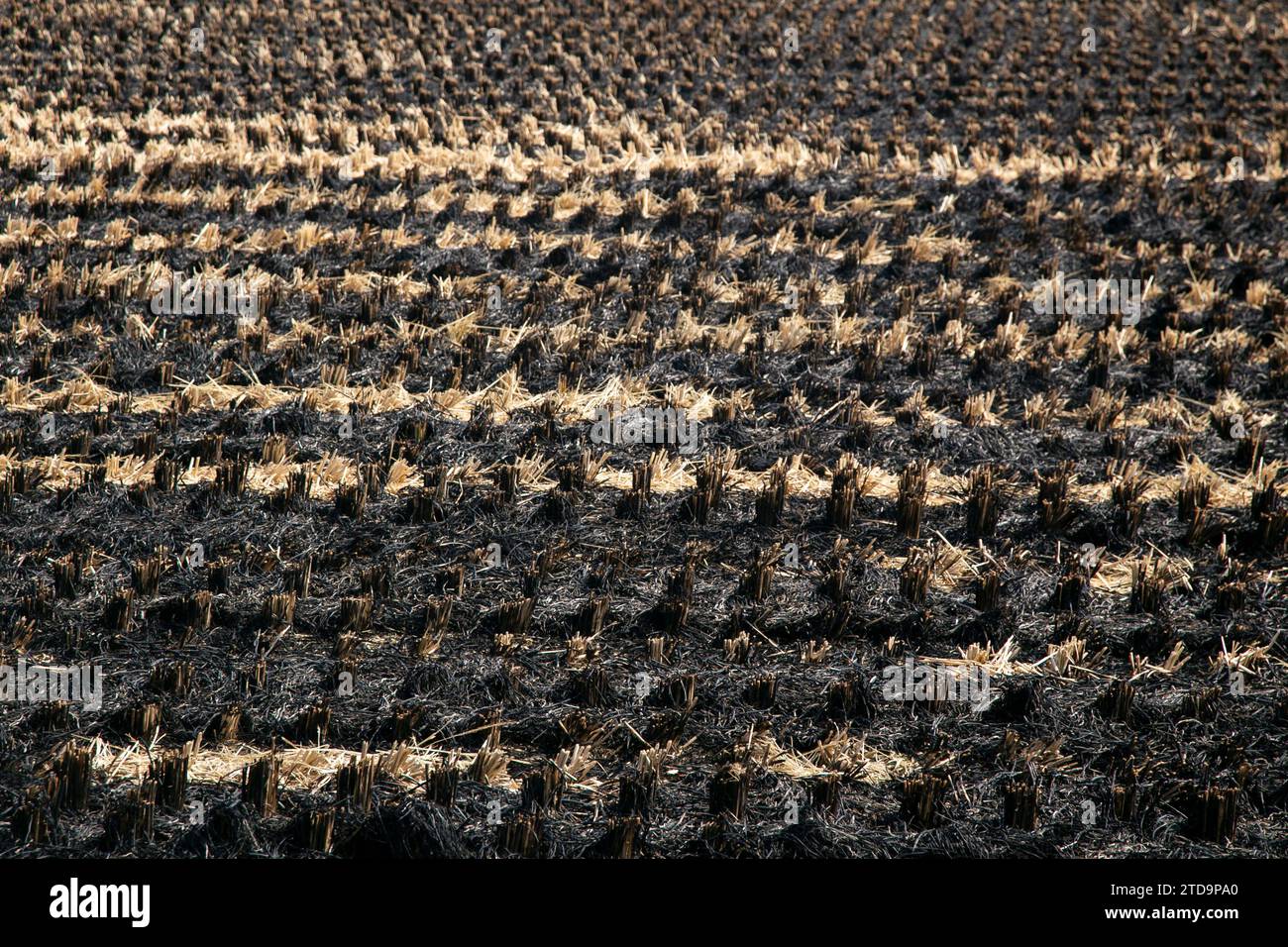 Burned Japanese rice plantation after the harvest season in the Niigata ...
