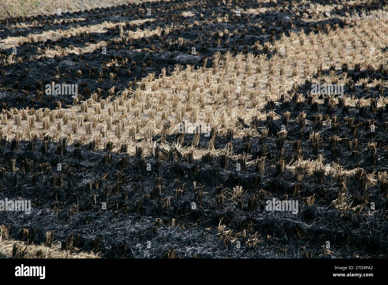 Burned Japanese rice plantation after the harvest season in the Niigata ...