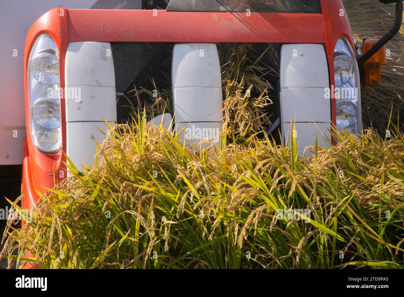 Machine collecting rice in a Japanese rice plantation during the ...