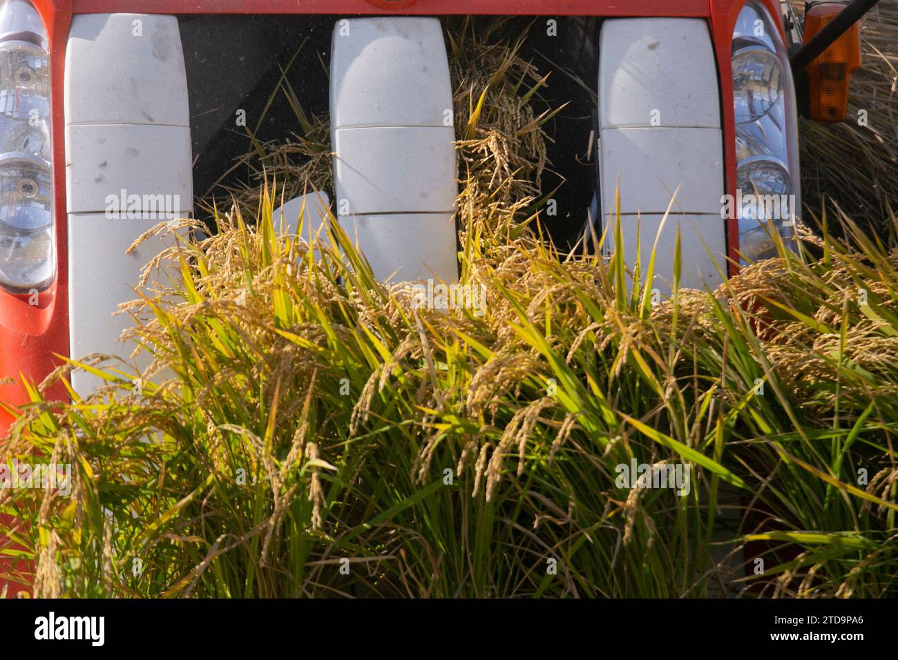 Machine collecting rice in a Japanese rice plantation during the ...