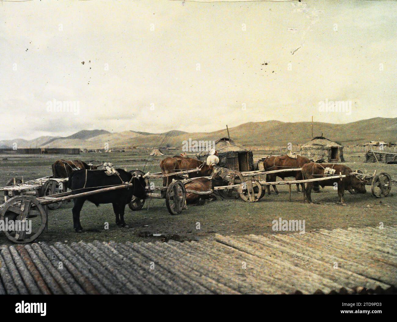 Ourga, Mongolia Caravan of oxen harnessed to rustic chariots, Transport ...