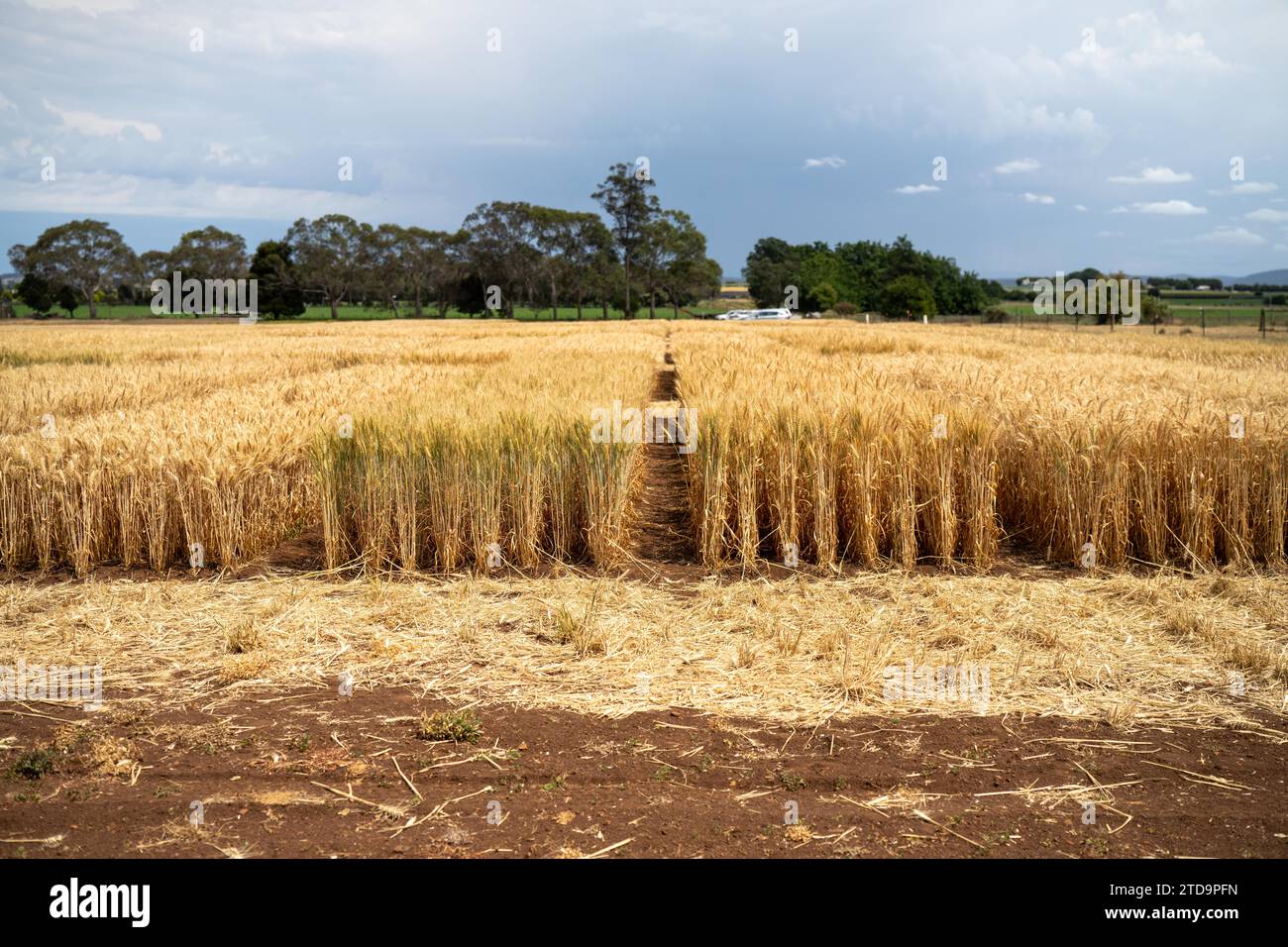 wheat grain crop in a field in a farm growing in rows. growing a crop ...