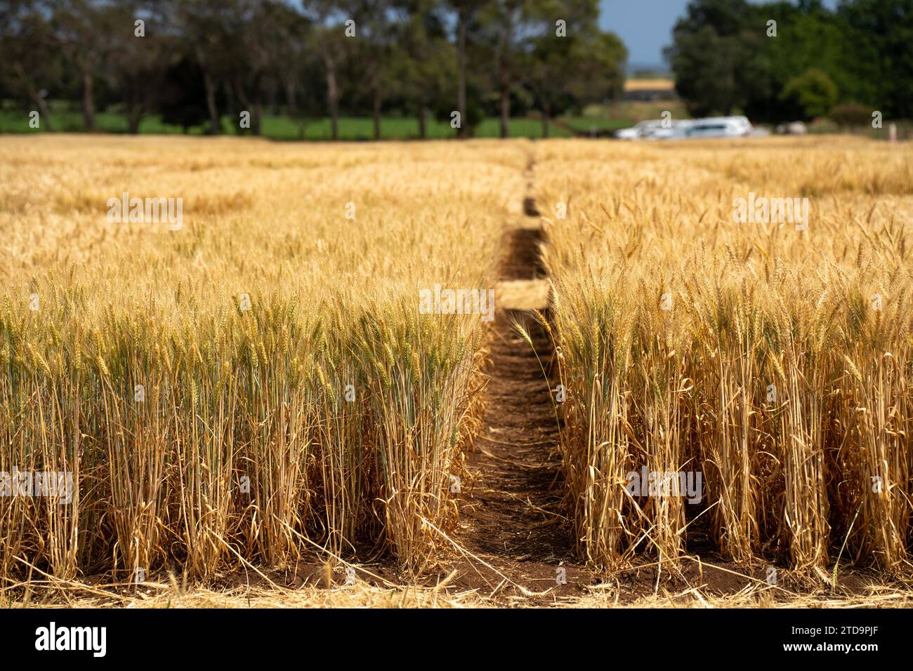 Australian agriculture science hi-res stock photography and images - Alamy
