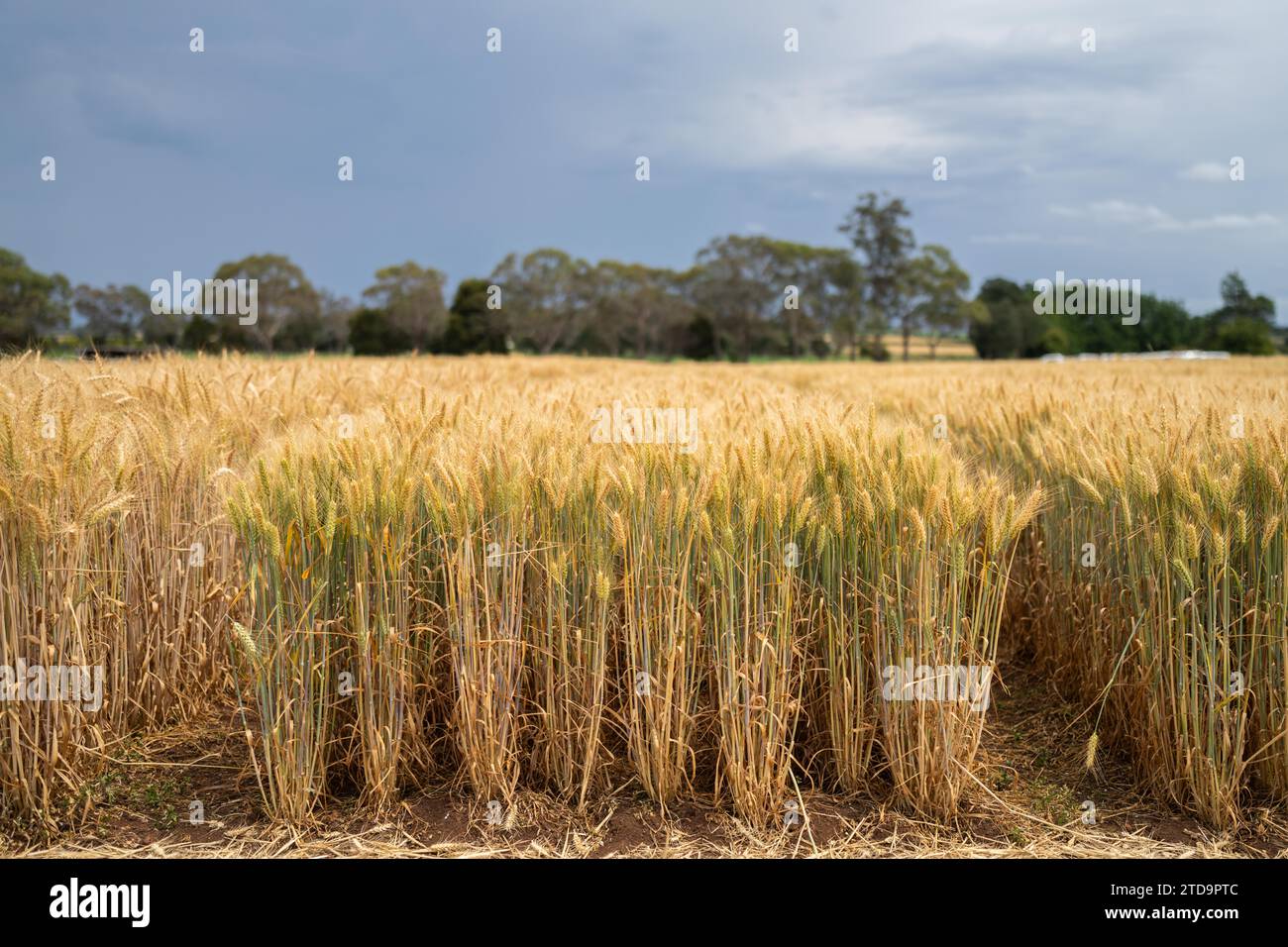 beautiful farming landscape of wheat fields and crops growing Stock ...