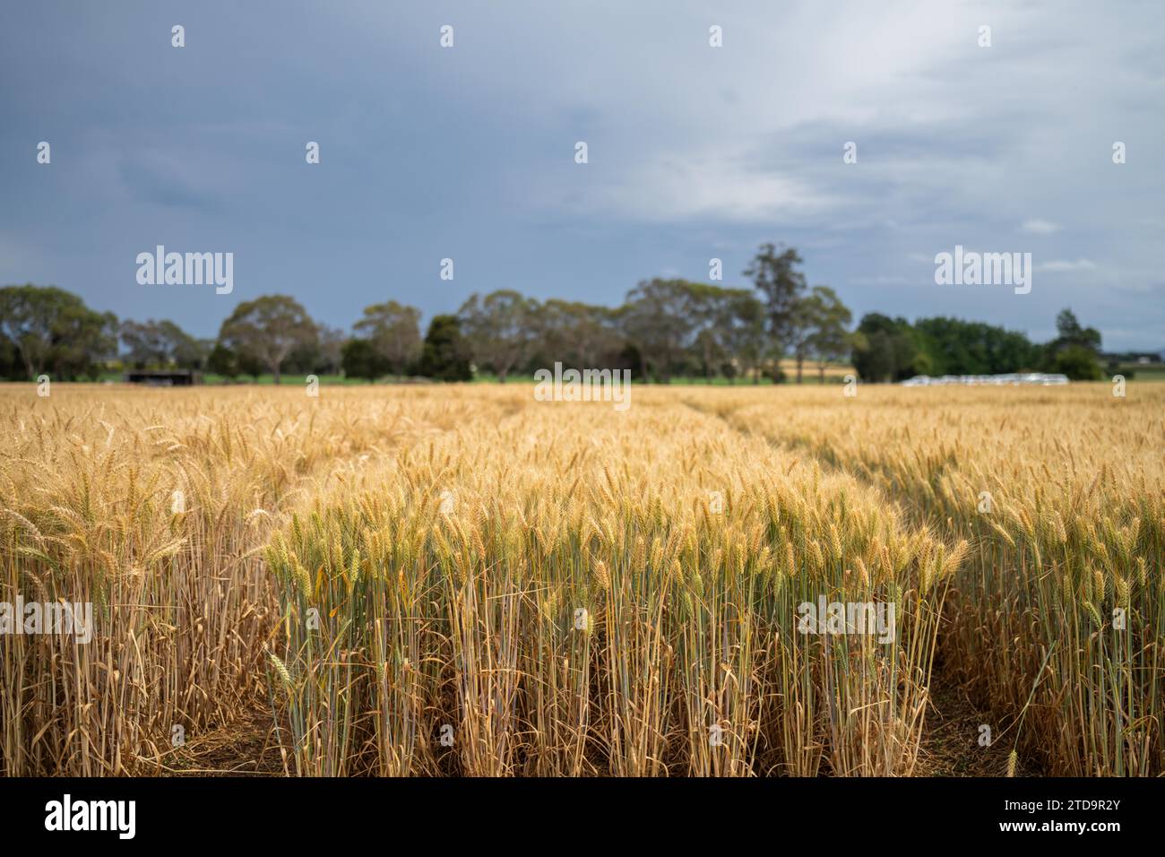 Crop rows of wheat and barley plants showing Agriculture growth and ...