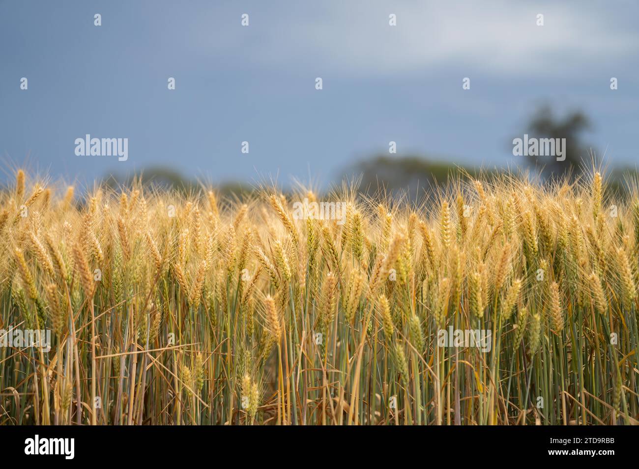 Closeup wheat heads hi-res stock photography and images - Alamy