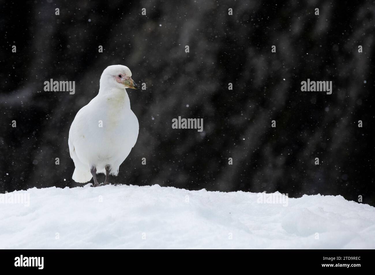 Antarctica, South Orkney Islands, Coronation Island. Snowy sheathbill ...