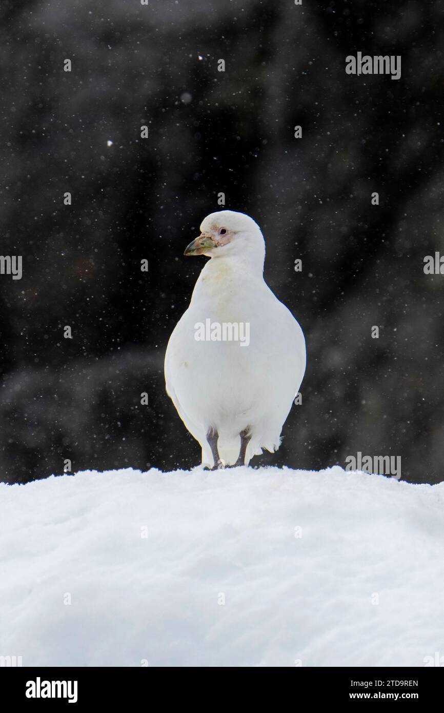 Antarctica, South Orkney Islands, Coronation Island. Snowy sheathbill ...