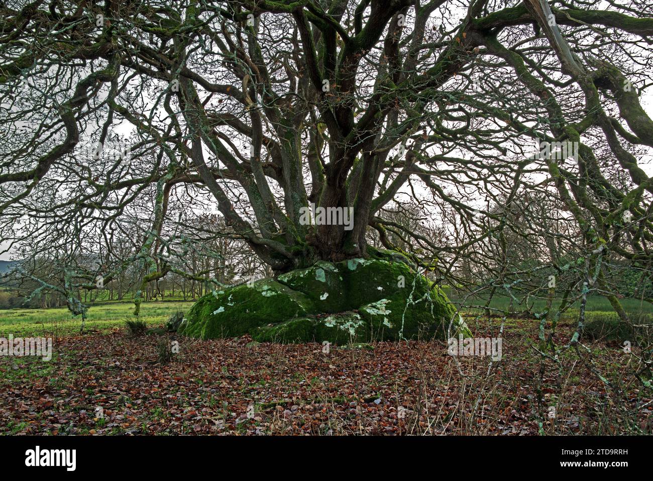 This ancient oak tree which seems to grow straight out of granite is ...
