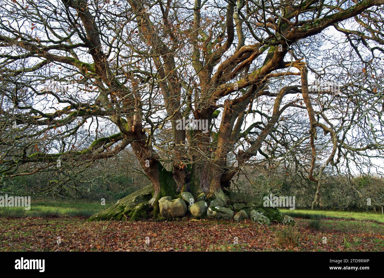 This ancient oak tree which seems to grow straight out of granite is ...