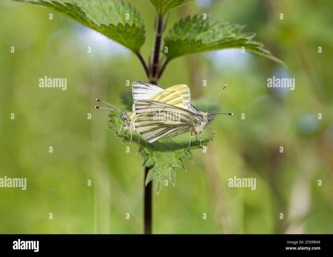 Green-veined White butterflies mating on a Common nettle leaf Urtica ...