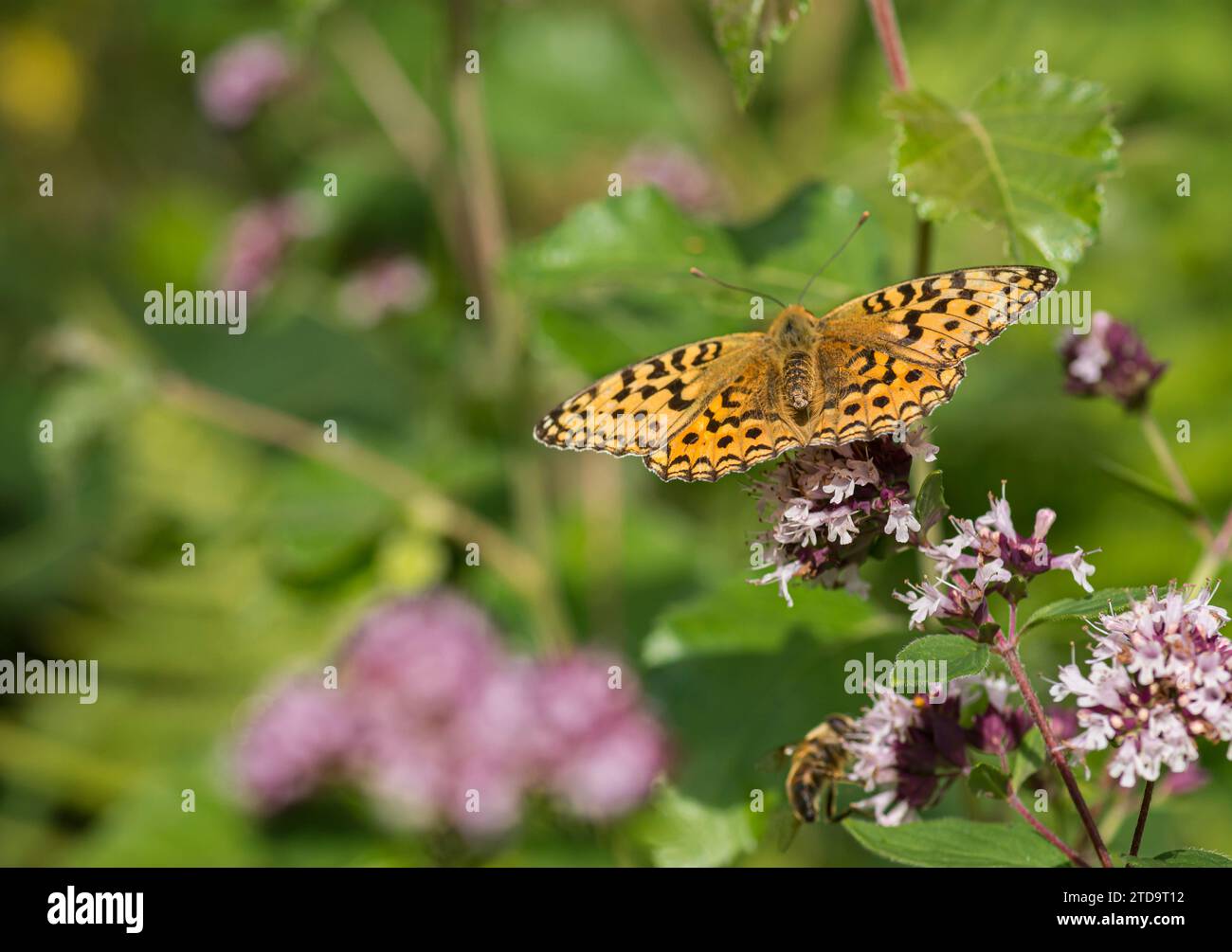 Dark Green Fritillary Argynnis aglaja, feeding on origanum vulgare ...
