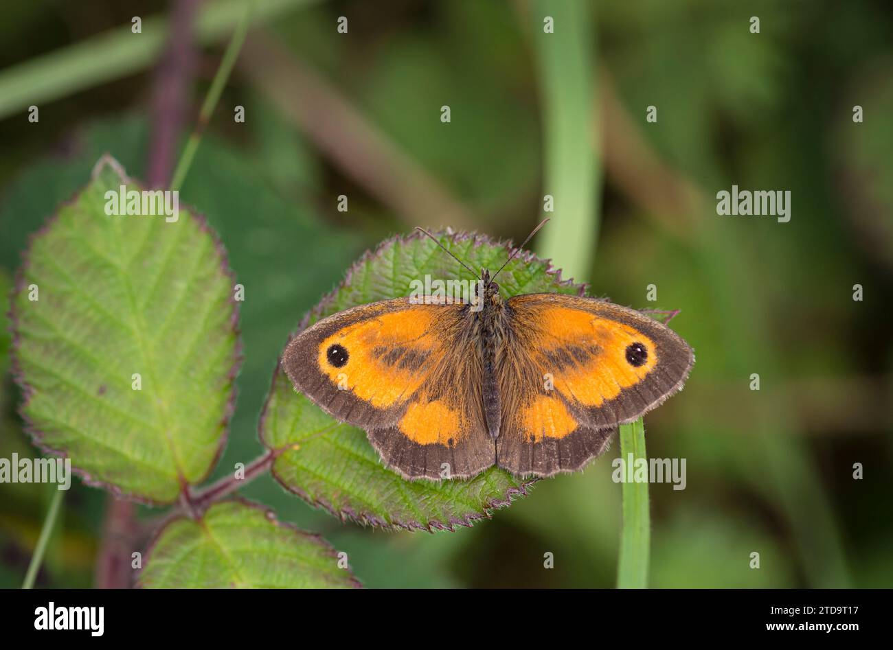 Eye spots with two white dots hi-res stock photography and images - Alamy