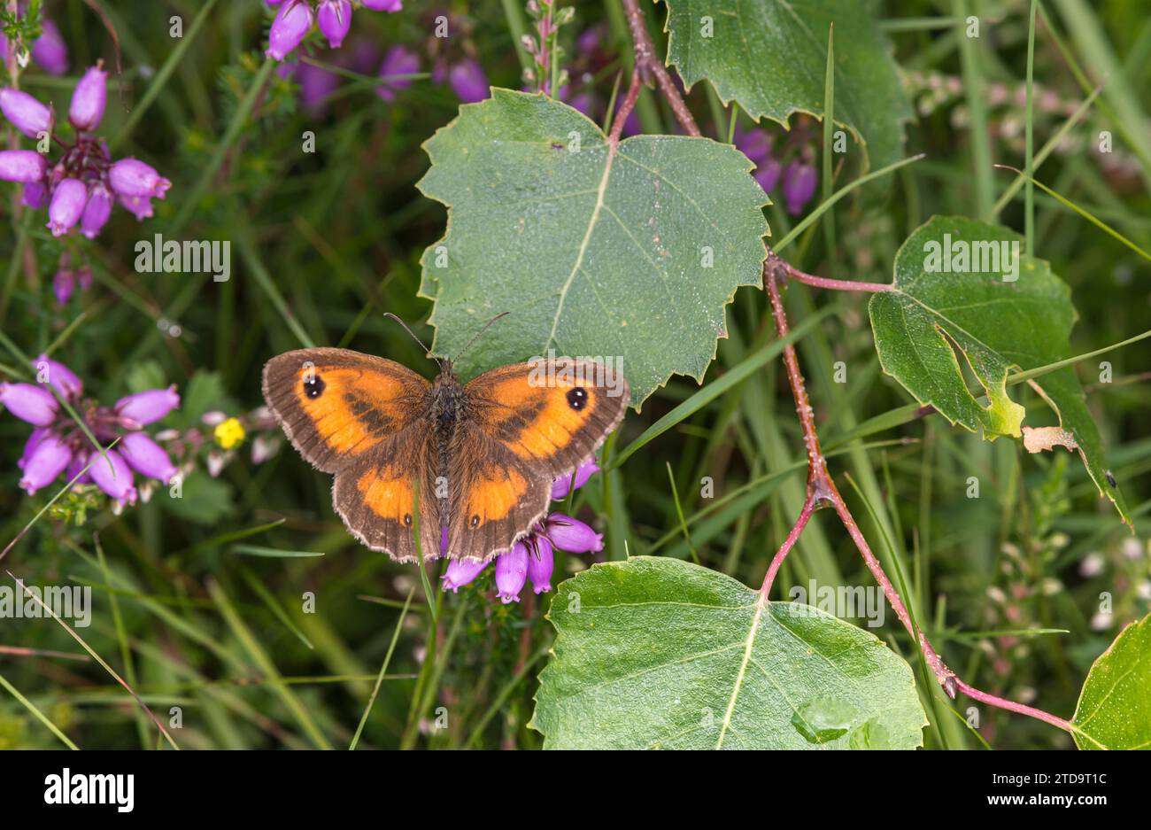 Gatekeeper Pyronia tithonus, male at rest, Arnside Knott nature reserve ...