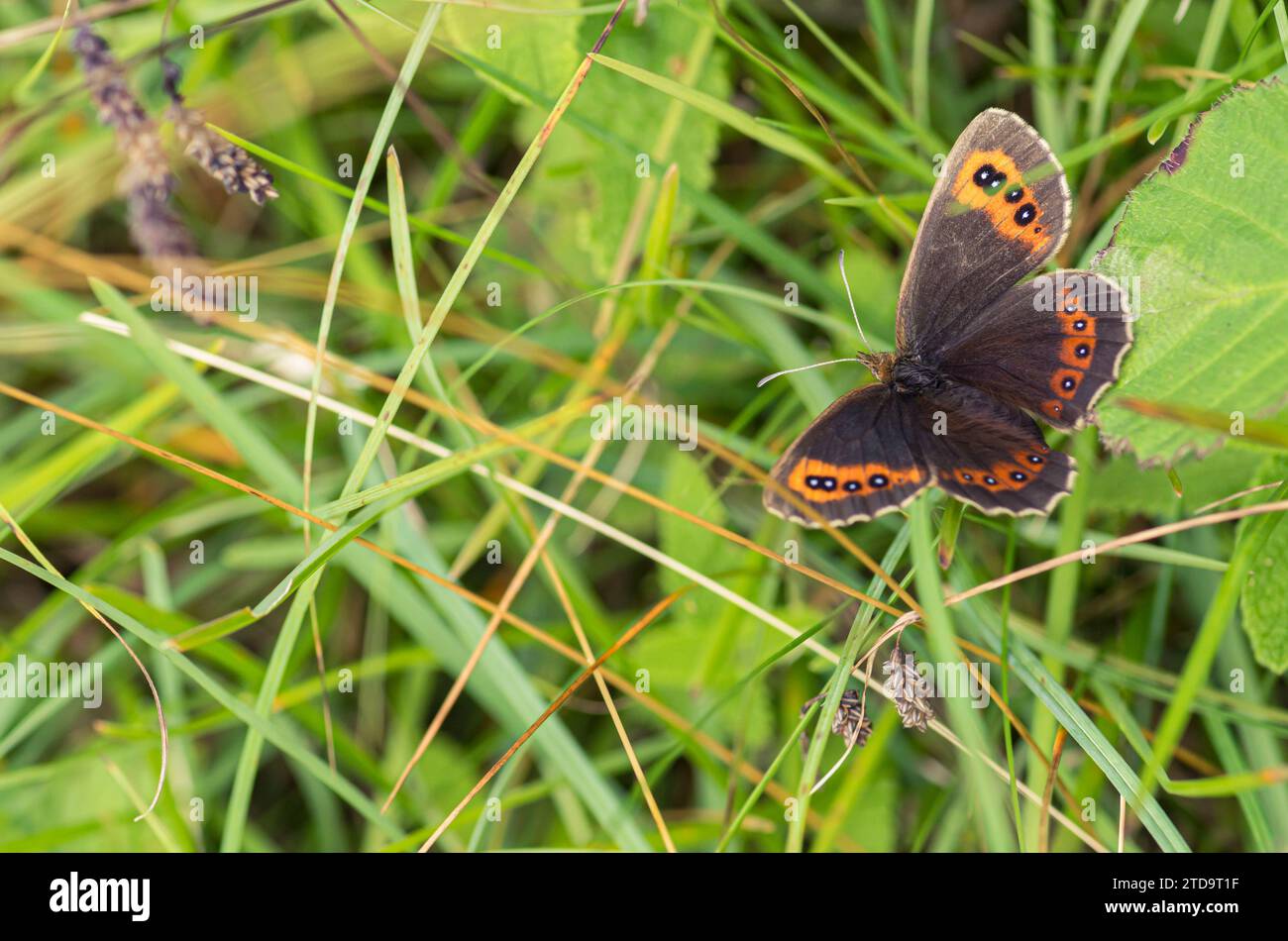 Scotch Argus Erebia aethiops, on grassland at Arnside Knott nature ...