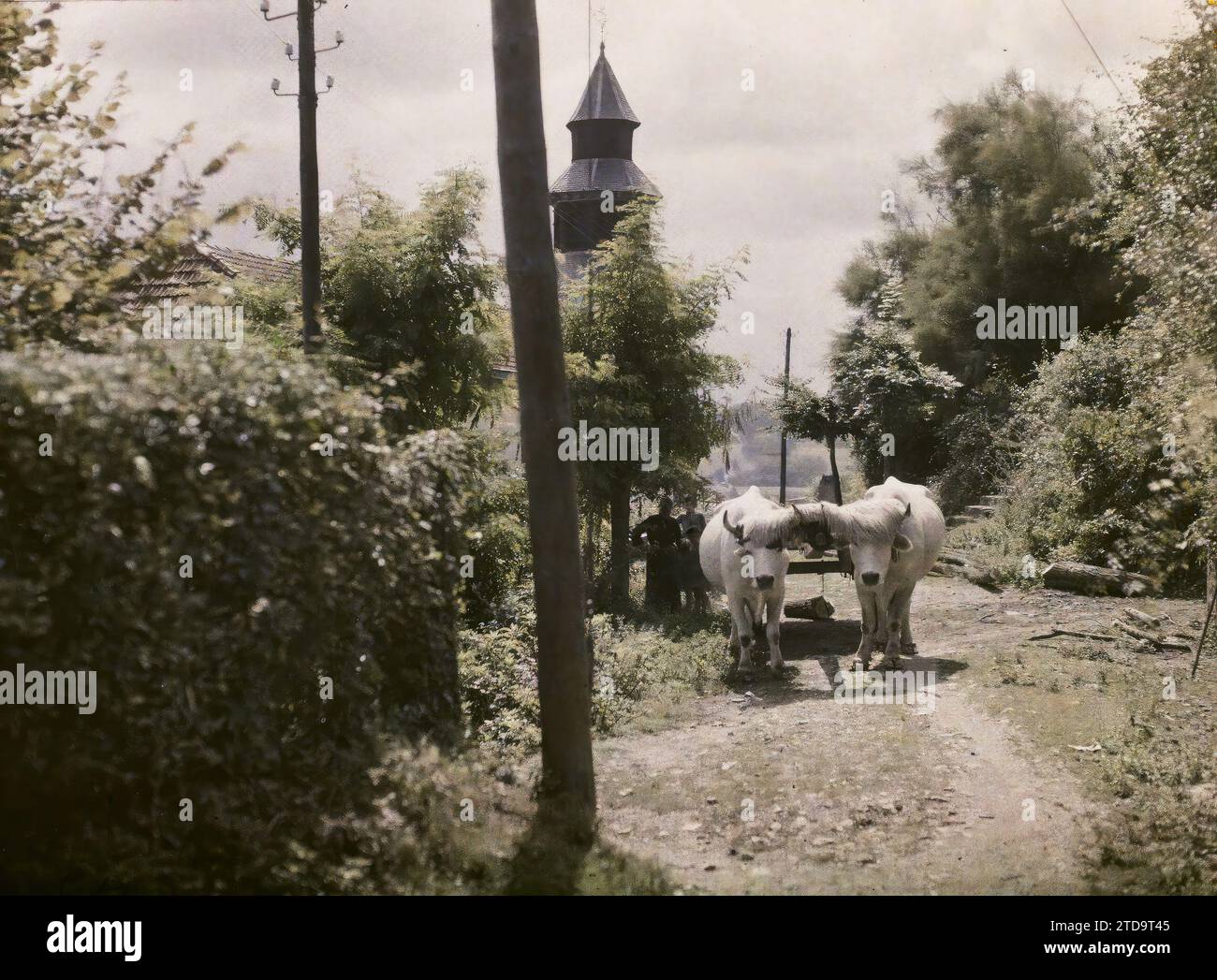 Ciboure, France, Transport, Animal, Animal transport, Real animal, Ox ...