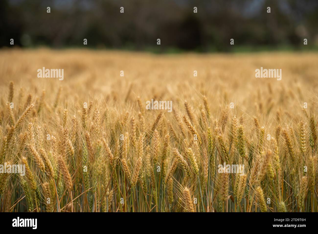 wheat grain crop in a field in a farm growing in rows. growing a crop ...