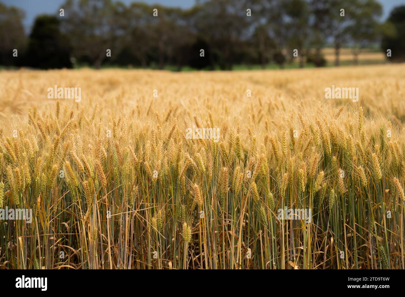 austrlian farming landscape of a wheat grain crop in a field in a farm ...