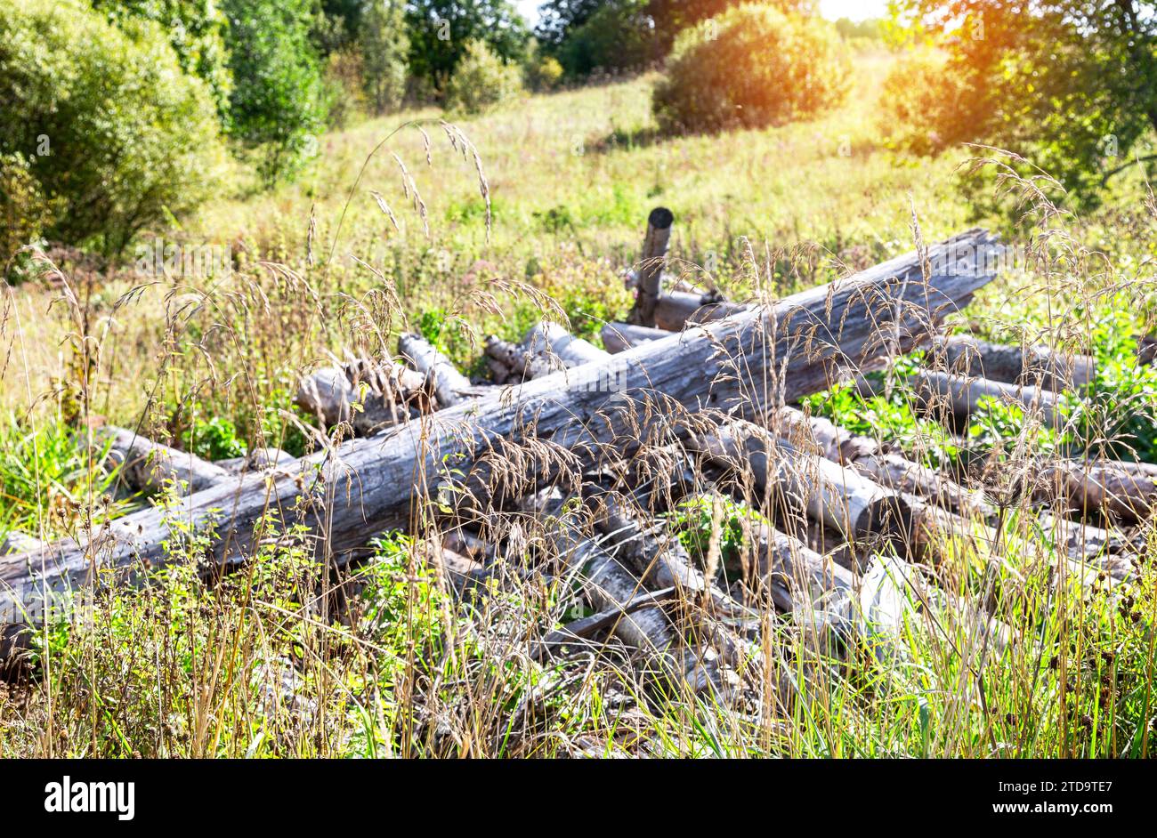 Broken old cut tree logs piled up near a forest road in sunny summer ...