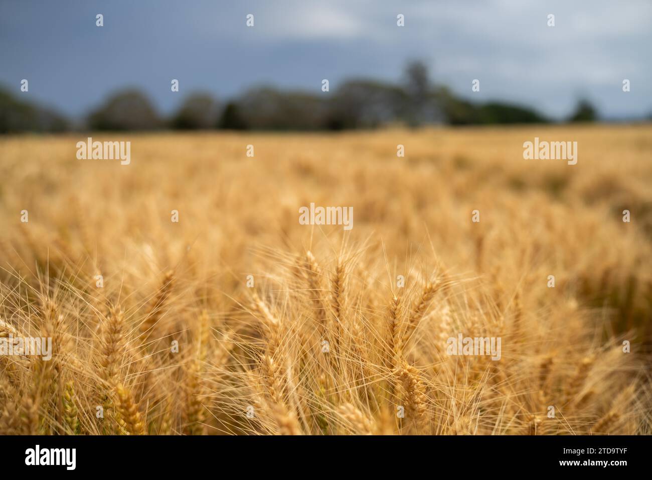 beautiful farming landscape of wheat fields and crops growing Stock ...