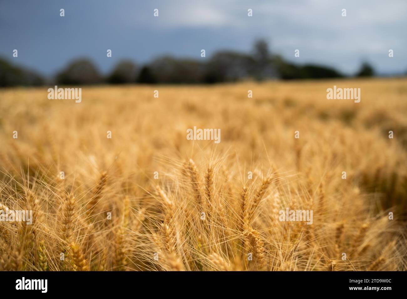 wheat grain crop in a field in a farm growing in rows. growing a crop ...