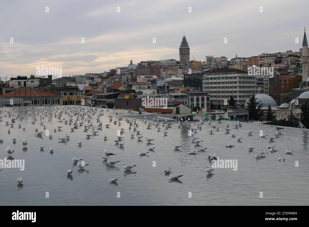 Rooftop pool of Istanbul Modern art gallery with pigeons and skyline ...