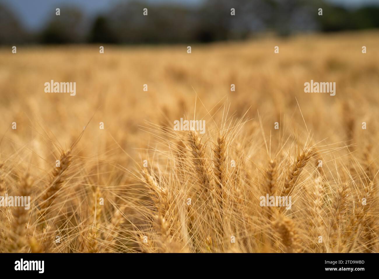 Australian agriculture science hi-res stock photography and images - Alamy