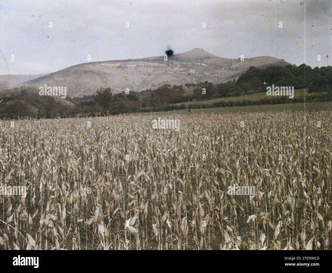 Agriculture breeding field vegetation botany economic activity hi-res ...