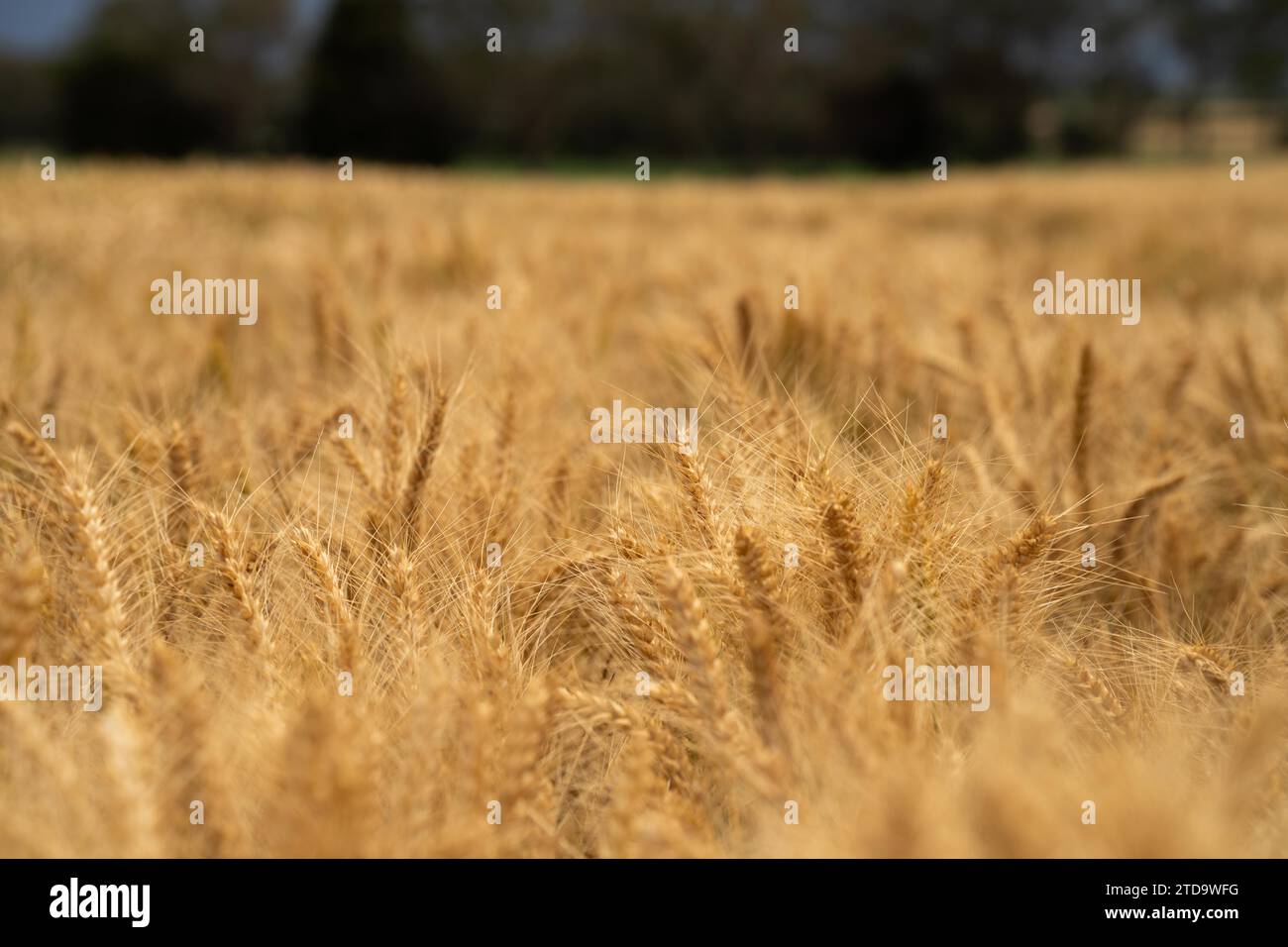 beautiful farming landscape of wheat fields and crops growing Stock ...