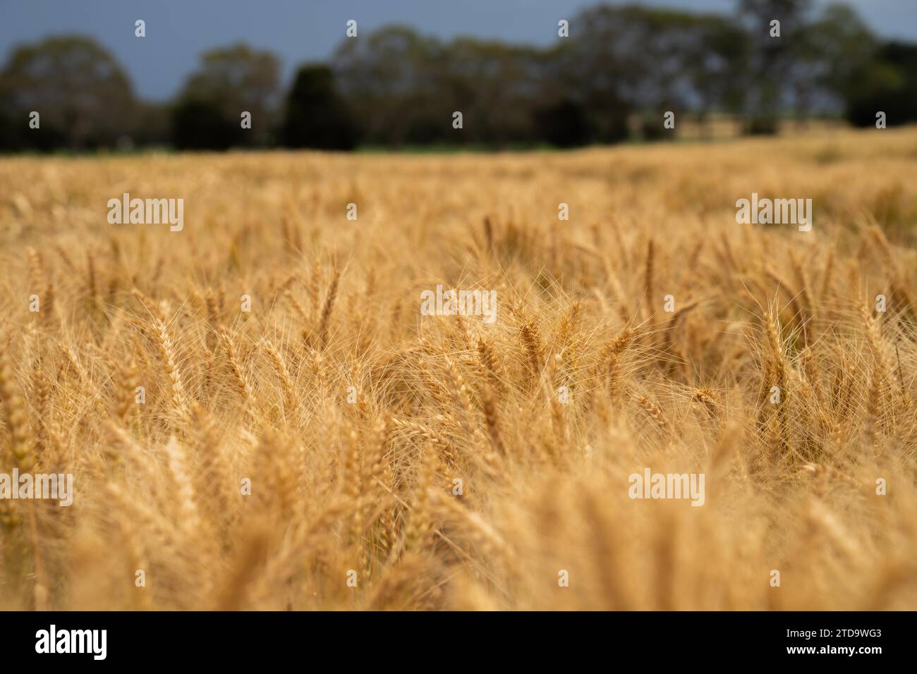 wheat grain crop in a field in a farm growing in rows. growing a crop ...