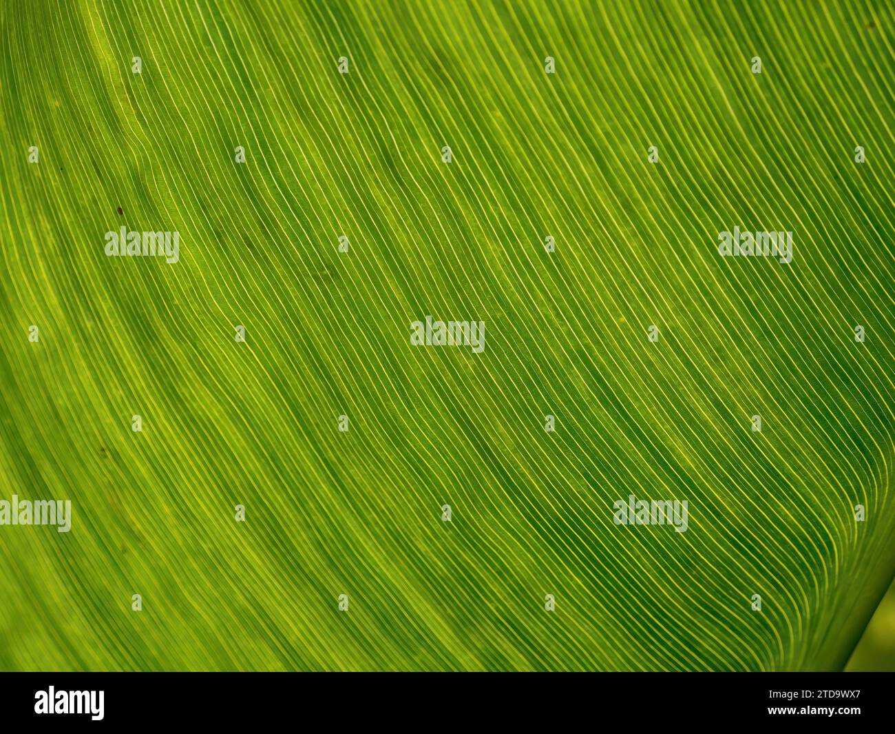 Macro photography of the veins an texture of a banana tree leaf ...