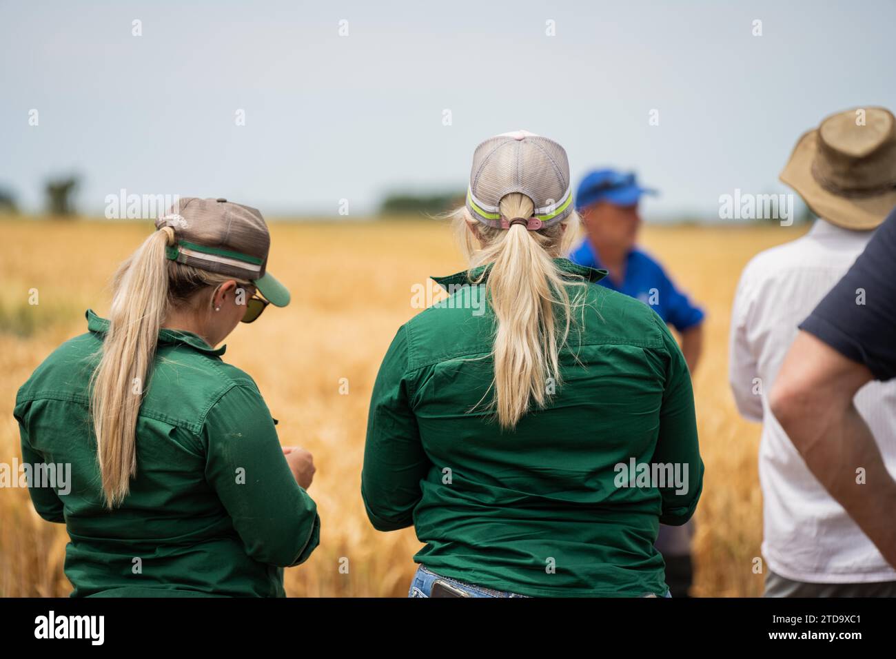 farmer in a cropping field. farming in a cropping field growing grain ...