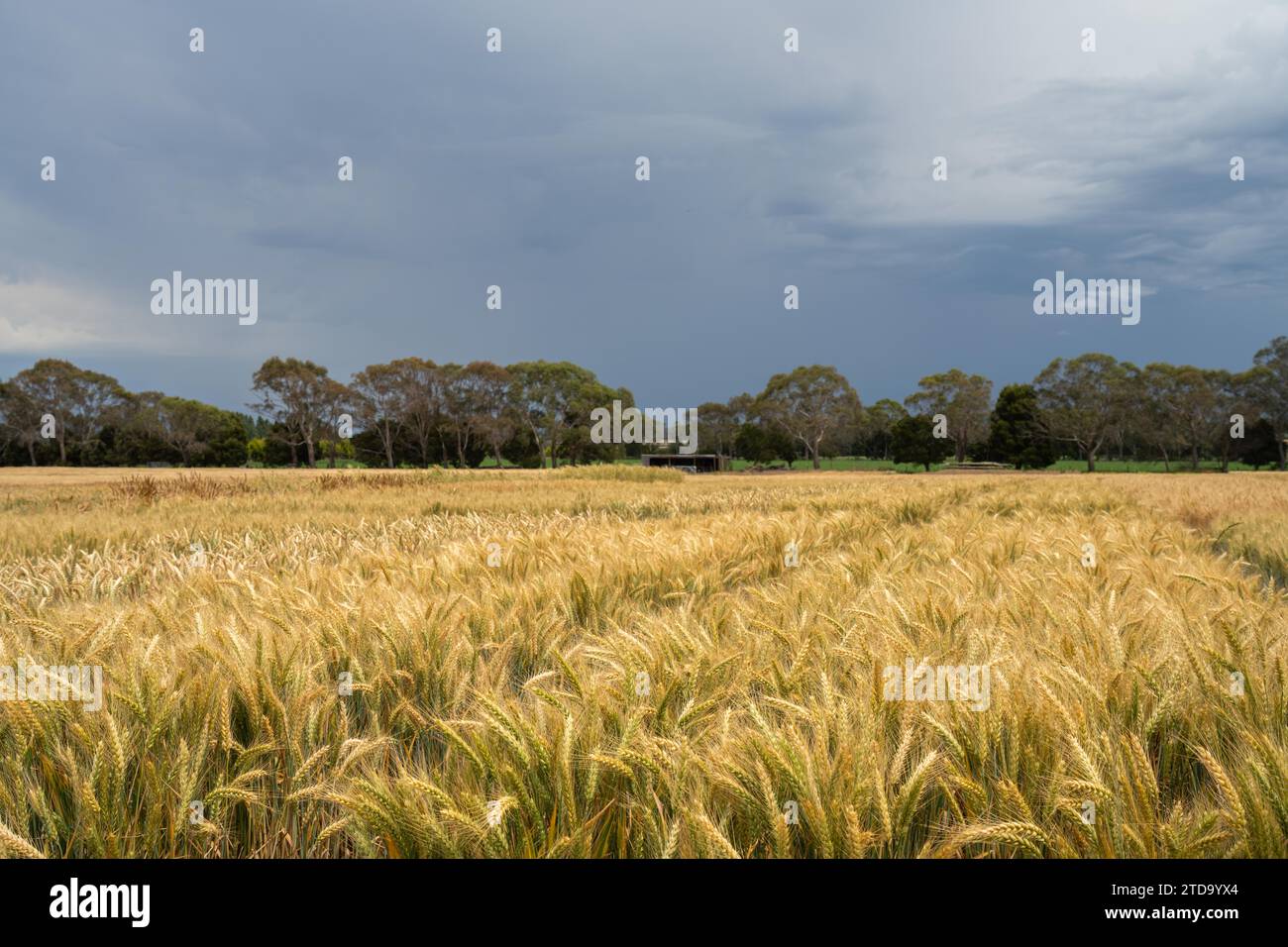 farming landscape of a wheat crop in australia in summer Stock Photo ...