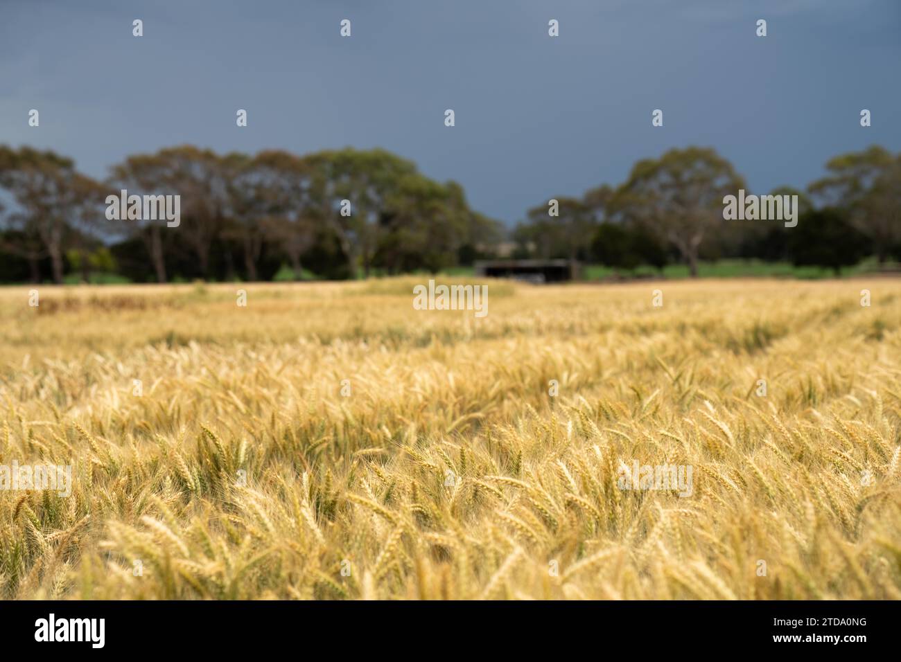 wheat grain crop in a field in a farm growing in rows. growing a crop ...