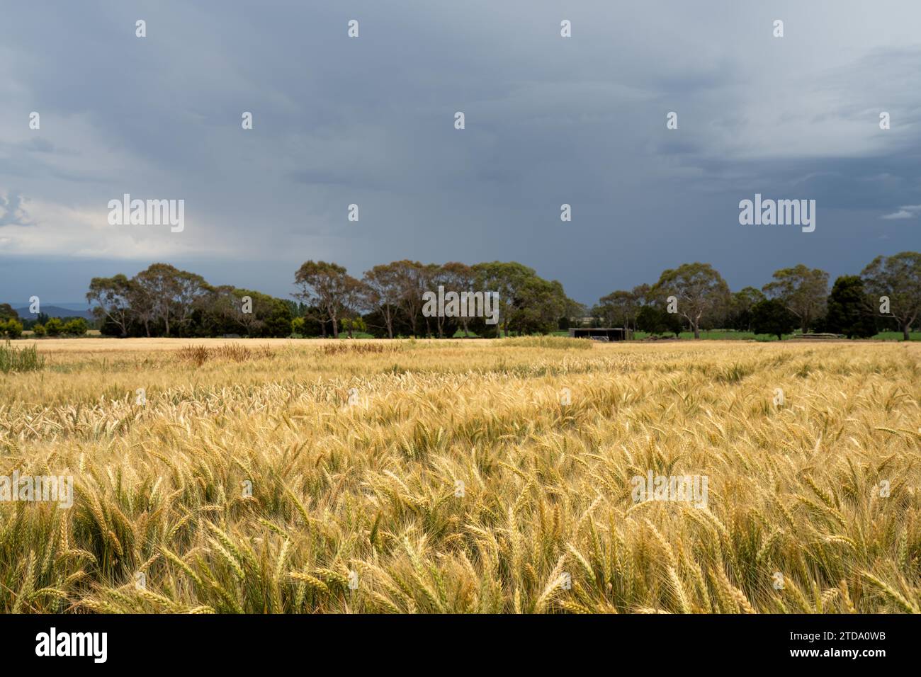 beautiful farming landscape of wheat fields and crops growing Stock ...