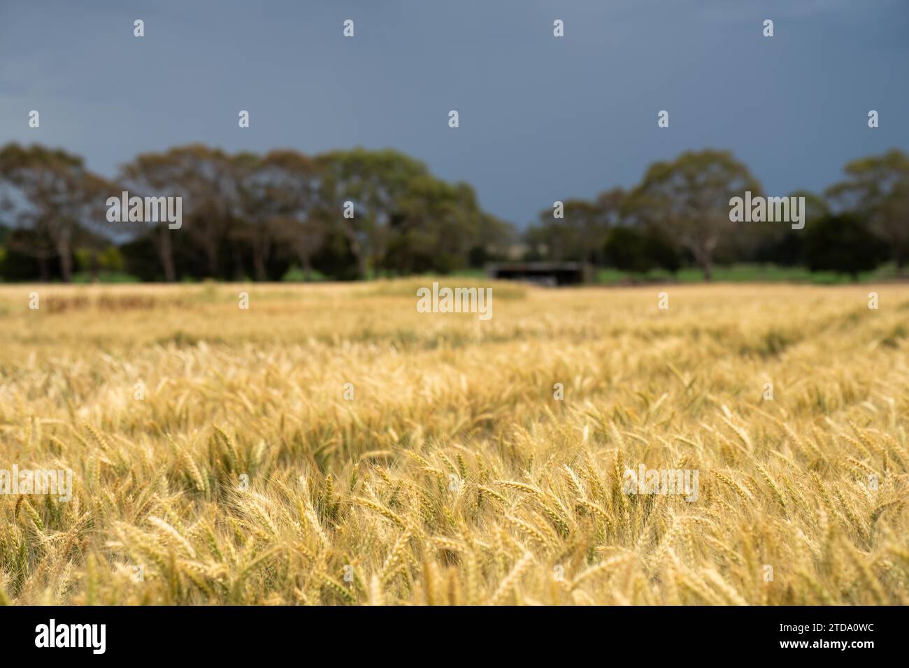 farming landscape of a wheat crop in australia in summer Stock Photo ...