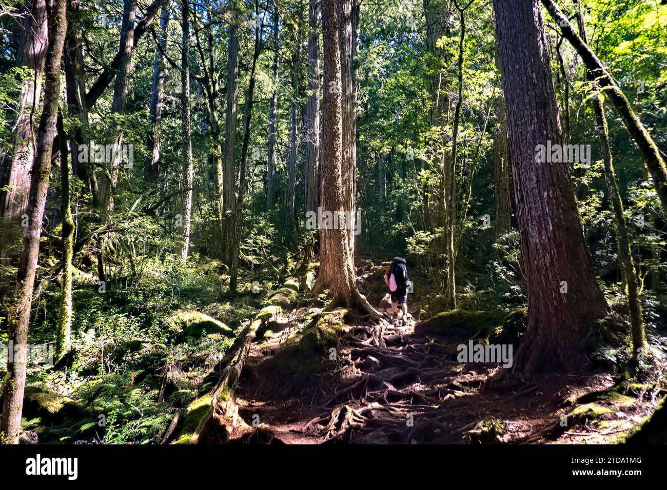 Trekking in the forest to Mount Dabajian (Dabajianshan), 3492m, Shei-Pa ...