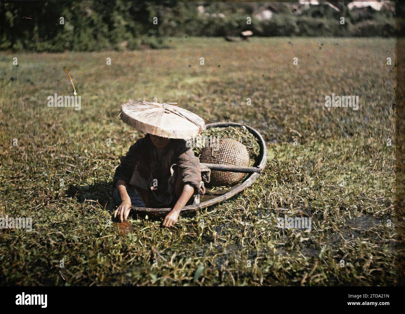 Picking water bindweed hi-res stock photography and images - Alamy