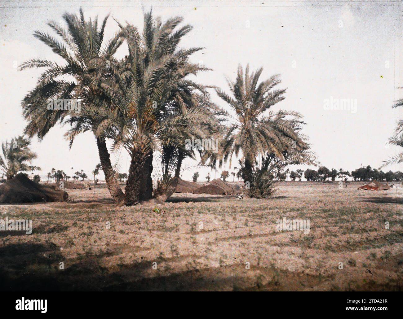 Algeria crops hi-res stock photography and images - Alamy