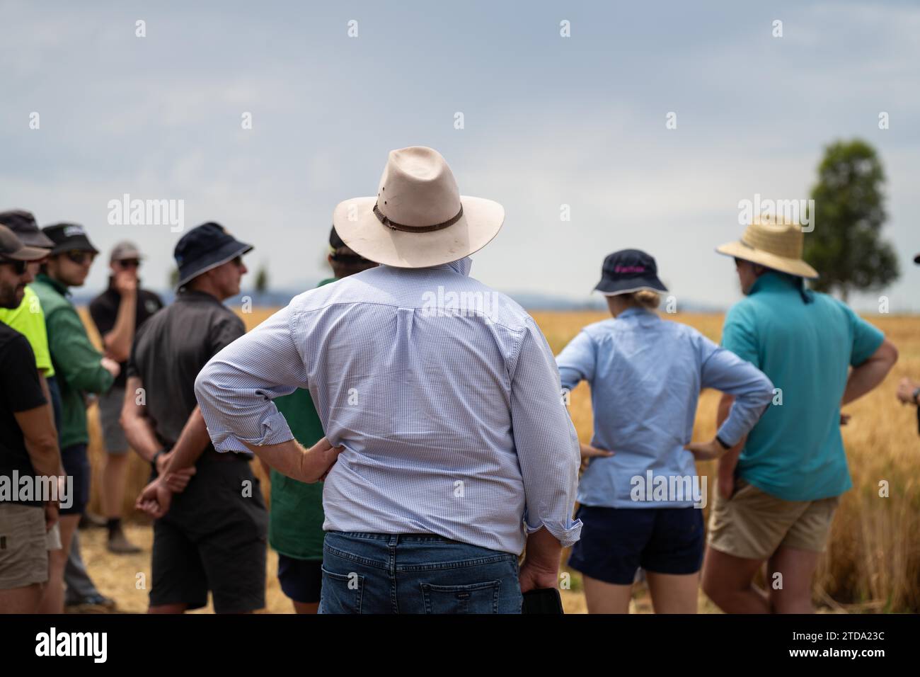group of growers in a field at a field day learning about wheat crops ...